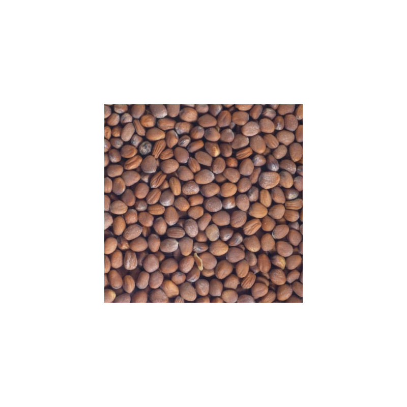 Radis noir - Graines à germer bio - 150g - GERMLINE